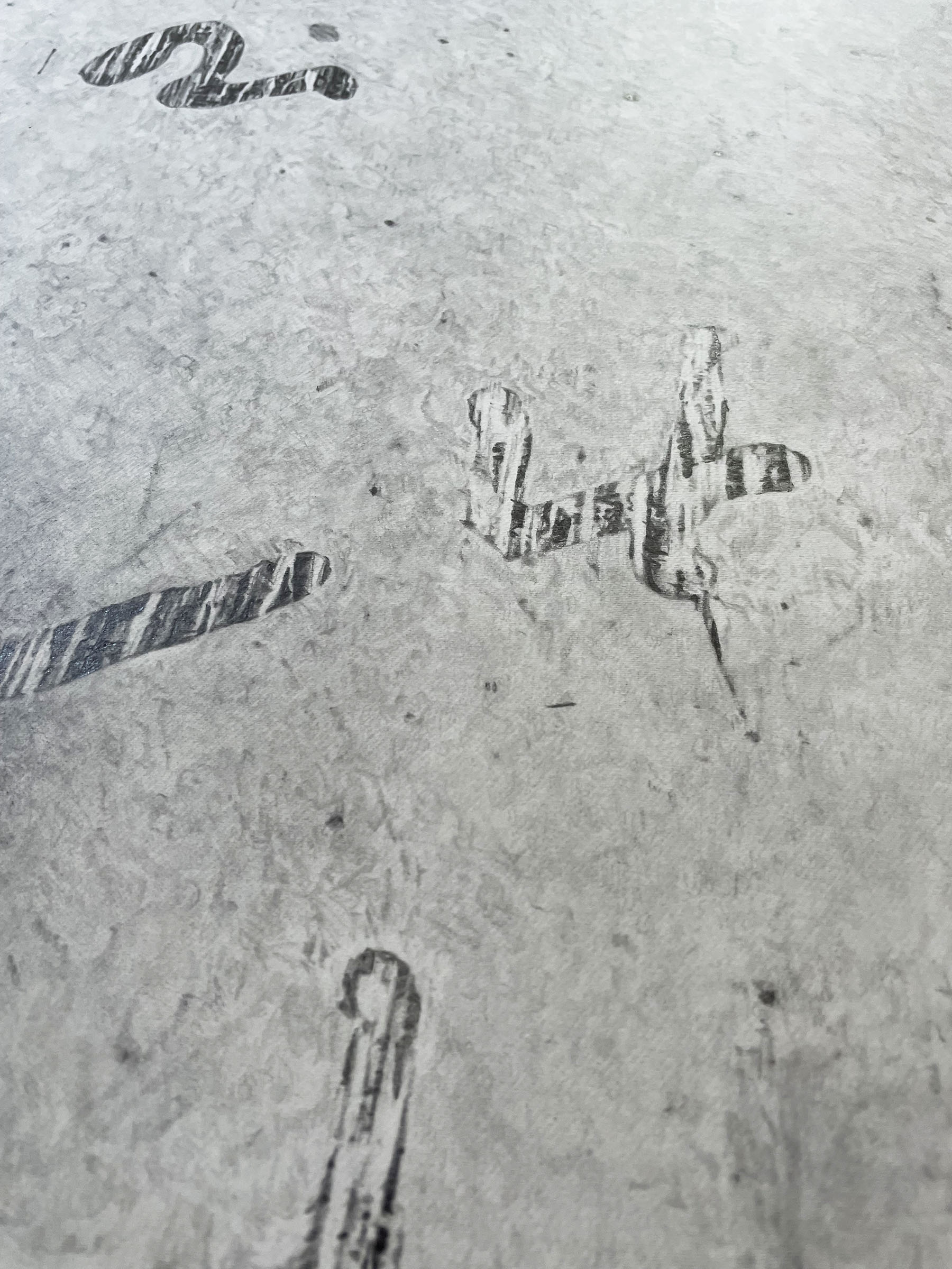 Polaris Portraits – Anna Von Mertens